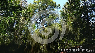 Large Tree in a Rainforest is Being Cut Stock Video - Video of amazon ...
