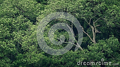 Large Trees Shaking in the Wind Stock Footage - Video of stormy ...