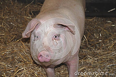 Large White Pig Stock Photography - Image: 11996962