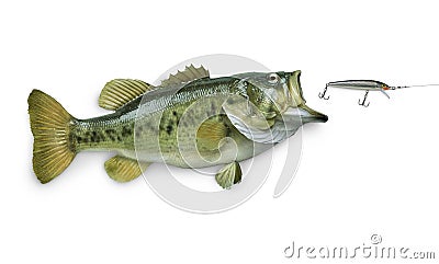 Largemouth Bass Chasing Lure On White Stock Photography - Image: 26564902