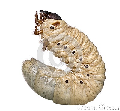 Larva Of A Hercules Beetle, Dynastes Hercules Royalty-Free Stock ...