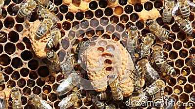 Larvae of BeesHoneycombs are Developing Larvae of Bees – Future Generation of Beneficial Insects ...