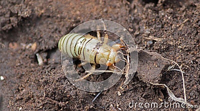 Larvae Mole Crickets Stock Photo - Image: 55154986