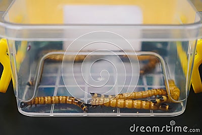 Larvae In A Plastic Container Royalty-Free Stock Photo | CartoonDealer ...