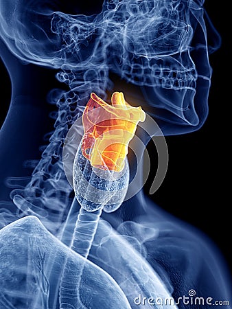 The Larynx Royalty-Free Cartoon | CartoonDealer.com #73539935