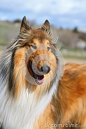 Lassie Dog Royalty Free Stock Photography - Image: 4864427