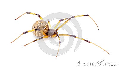 Latrodectus Geometricus, Commonly Known As The Brown Widow, Brown ...