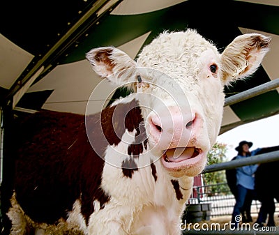 Laughing Cow Stock Image - Image: 2202891