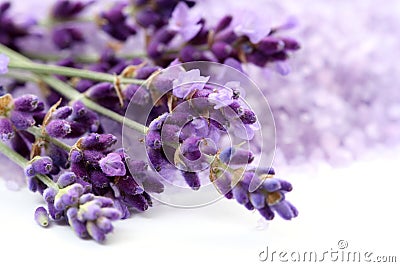 Lavender Royalty Free Stock Image - Image: 5661466