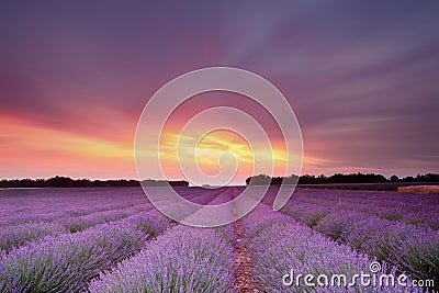 Lavender Sunset Stock Image - Image: 15553451