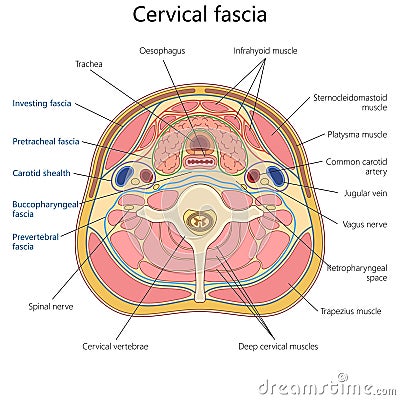 Cervical Fascia Anatomy Diagram Medical Science Vector Illustration ...