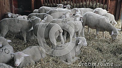 Laying Down Sheep Flock stock video. Video of domestic - 212705801