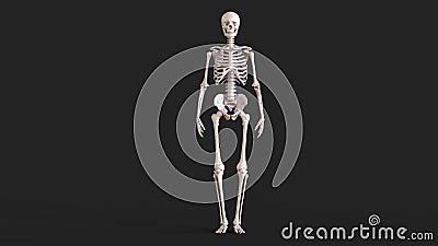 The Layout of the Human Skeleton. 3d Rendering. Stock Video - Video of ...
