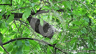 Le Api Sul Nido Producono Miele Nella Foresta Archivi Video - Video di ...