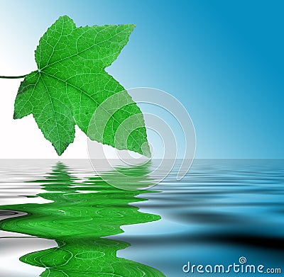 Green Leaf Over Water Reflection Stock Photo - Image of freshness ...