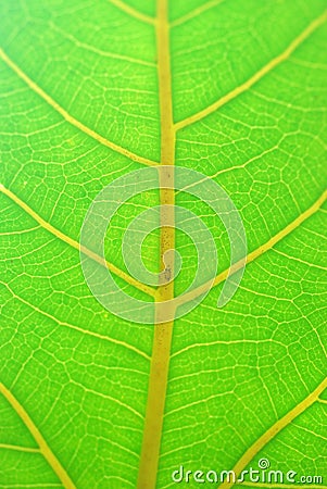 Gum leaf stock photo. Image of conservation, close, ecology - 8780262