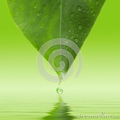 Green Leaf Over Water Reflection Stock Photo - Image of freshness ...