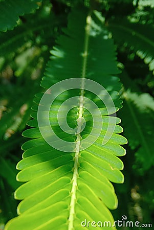 The Leaf Of The Amla Tree Into Forest Royalty-Free Stock Image ...