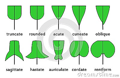 Leaf Bases Cartoon Vector | CartoonDealer.com #67367727