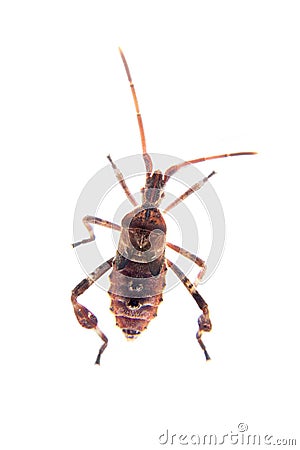 Leaf-footed Stink Bug Royalty Free Stock Images - Image: 10347399