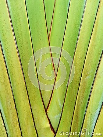 Leaf Line Pattern, Green Nature Background From Leaf. Royalty-Free ...