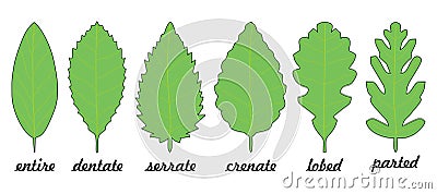 Leaf Margin Shapes Stock Vector - Image: 58064581