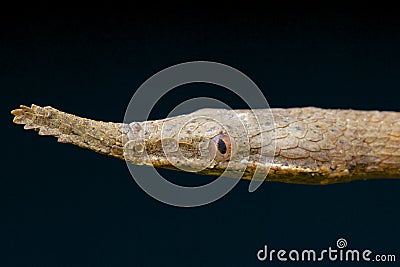 Leaf-nosed Snake / Langaha Madagascariensis Stock Photography - Image ...