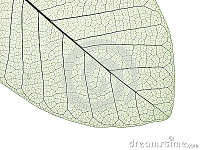 Leaf Structure Stock Photos - Image: 16937903
