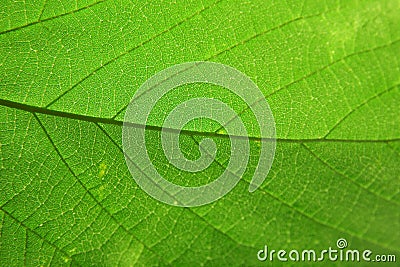 Leaf Texture Stock Image - Image: 14966701