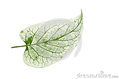 Leaf Transparent Royalty Free Stock Photography - Image: 10078947