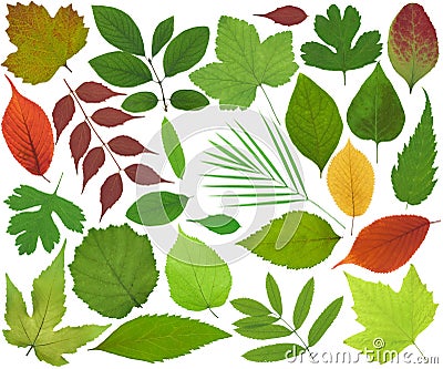 All sorts of green leaves stock photo. Image of flora - 5409804