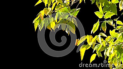 Alpha channel tree leaves stock footage. Video of spring - 100879536