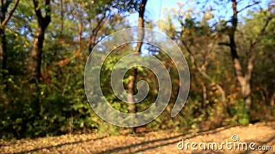 Leaves Falling in Slow Motion Stock Footage - Video of green, leaf ...