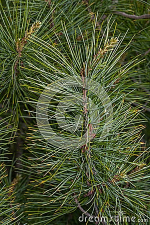 Leaves Of Korean White Pine Stock Photo | CartoonDealer.com #202312470