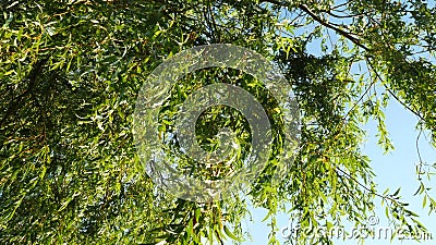 Leaves of Tree Blowing in Wind Stock Footage - Video of outdoor, tree ...