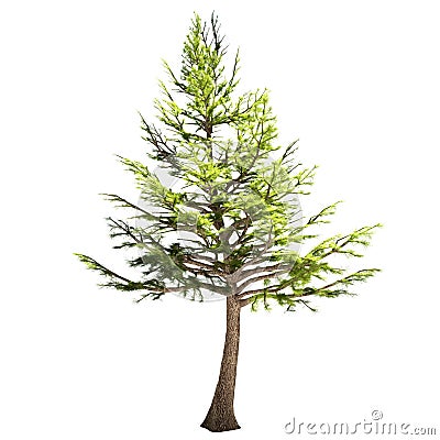 Lebanon Cedar Tree Isolated Royalty Free Stock Photography - Image ...