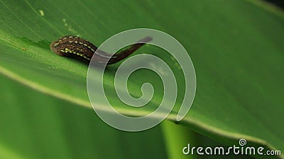 Leech Stock Footage 6 stock footage. Video of worms, sucking - 62903120