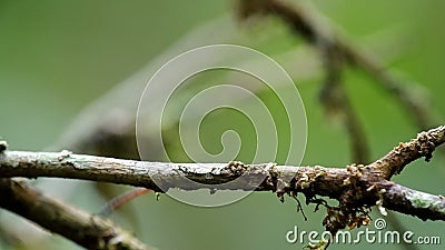 Leech in Tropical Rain Forest Stock Video - Video of twig, leech: 53408885