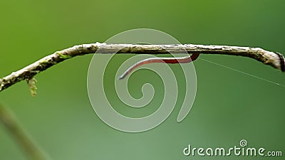 Leech in Tropical Rain Forest Stock Video - Video of touch, wild: 53451639