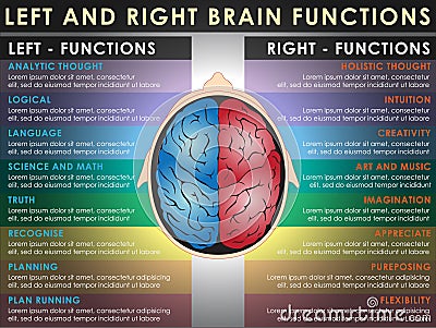 Left And Right Brain Functions Cartoon Vector | CartoonDealer.com #92186215
