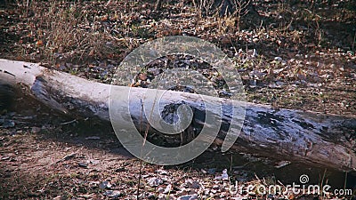 Legs of Two Men Stepping Over Fallen Tree in Forest in Autumn Stock ...