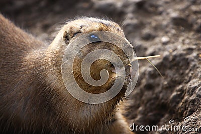 Lemming Stock Photos - Image: 22701123