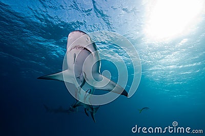 Lemon Shark And Remora Fish Stock Images - Image: 18966104