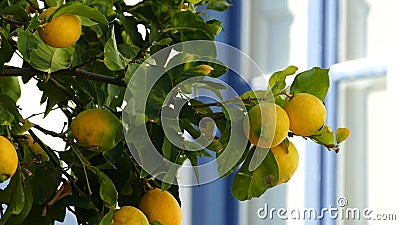 Lemon tree in the village stock video. Video of food - 208041177
