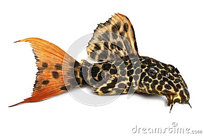 Leopard Cactus Pleco Aquarium Fish Pseudacanthicus Leopardus Royalty ...