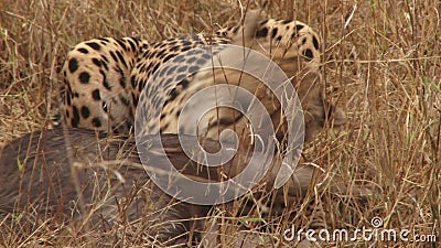 Leopard eating prey stock footage. Video of wild, wildlife - 106434476