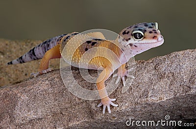 Leopard Gecko On Rock Royalty Free Stock Images - Image: 4138829
