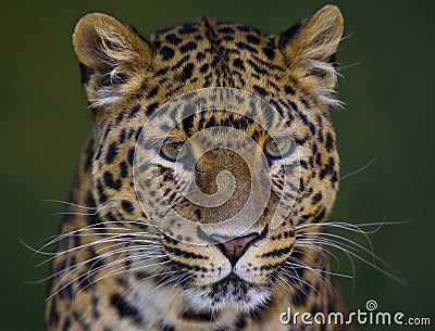 Leopard Head Stock Photos - Image: 9480203