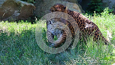 Leopard Laying in the Grass Stands Up Stock Video - Video of africa ...