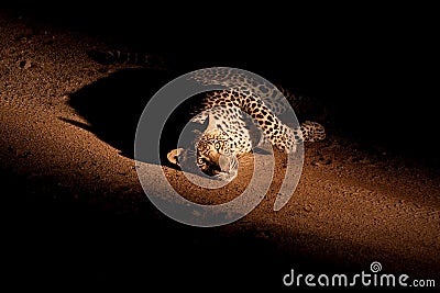 Leopard At Night Stock Photography - Image: 17675882